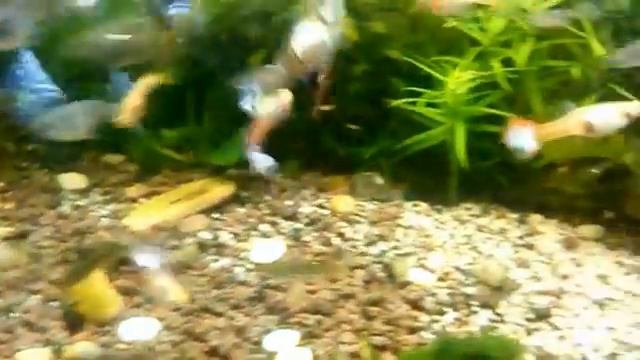 Мой аквариум/Что планировал,сделано !