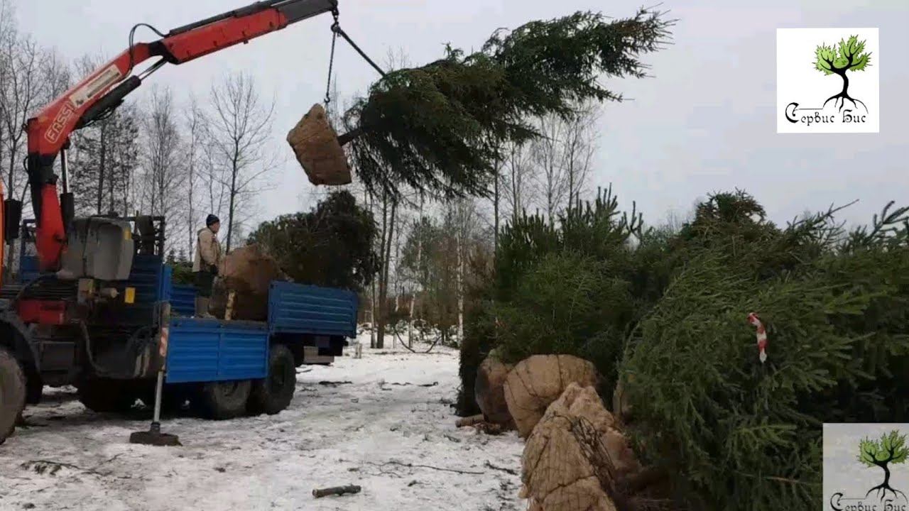 Крупномерные деревья из питомника