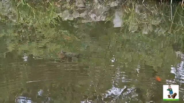 Рыбово место. Форосский парк. Крым