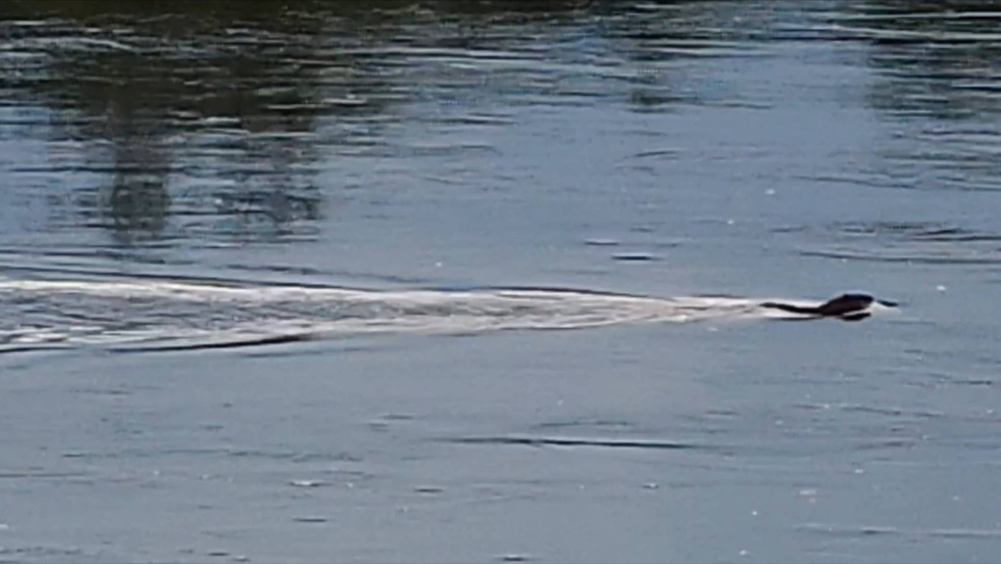 Скоростной катер с хвостиком или будни ондатры.