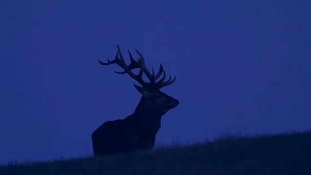 За час до рассвета - песня о надежде красивое видео