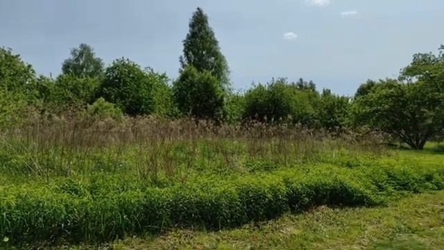 Первый урожай на нашей даче!