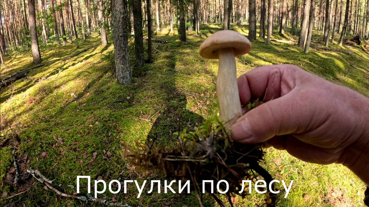 1 октября 2024.  К водоему, где я раньше устанавливал фотоловушку.