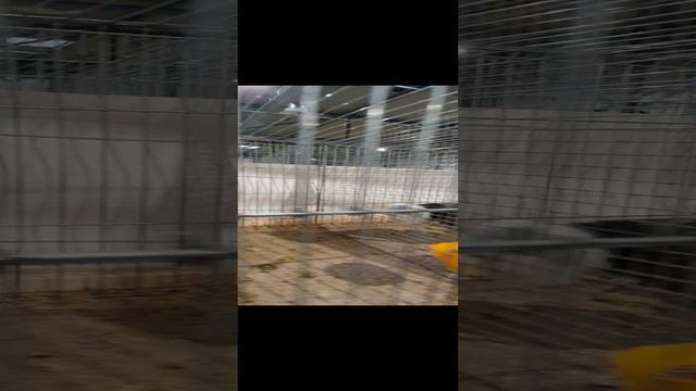 Голландские куры