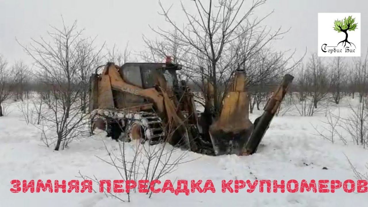 Зимняя пересадка крупномеров
