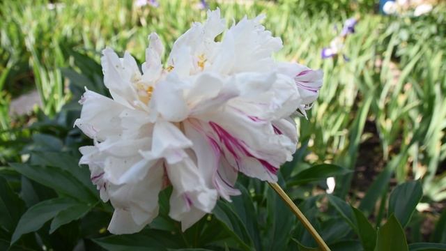 Пион Candy Stripe