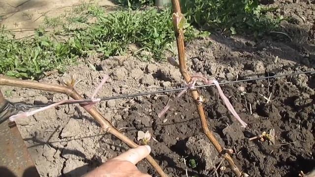 Виноград Муромец (двухлетний шаг 1)