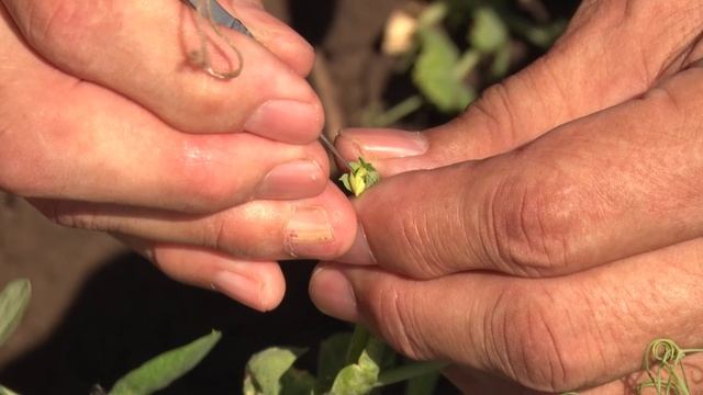 ЗЕРНО | Детям о сельском хозяйстве | Селекция