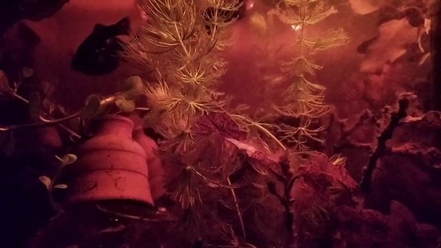 🐟 🕊🌿 #Подводный_мир #Пение_птиц