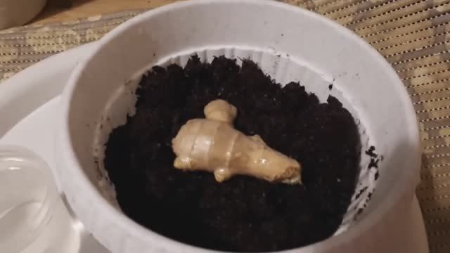 ИМБИРЬ! Как посадить и вырастить на подоконнике?