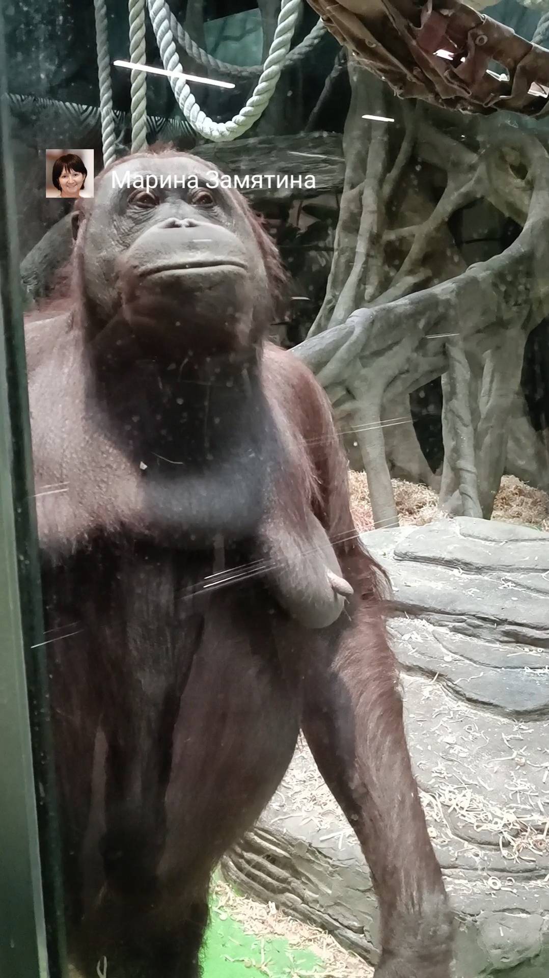 Семья борнейских орангутанов.