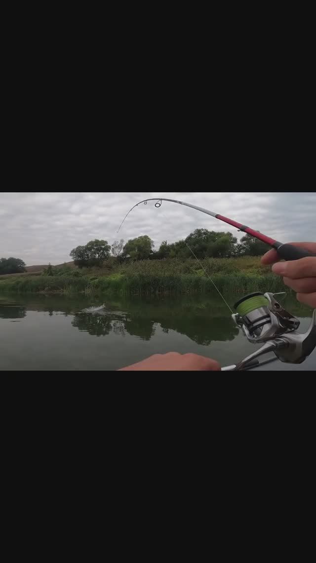 Конский голавль