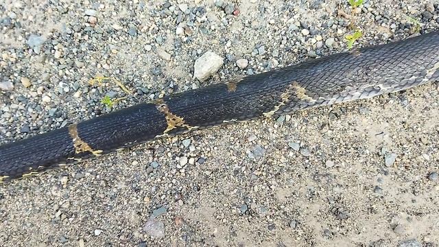 полоз мёртвый (телефон)