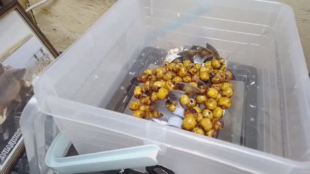 Прототип круши в работе с орехом