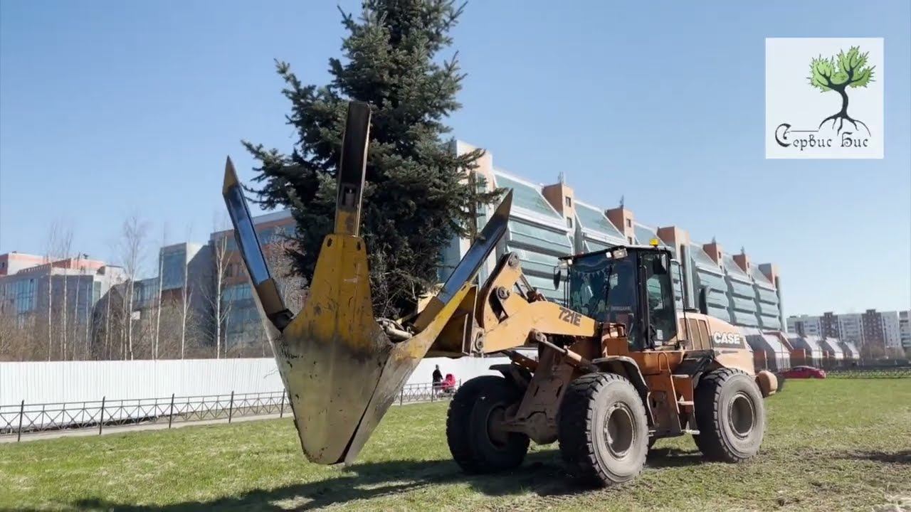 Пересадка деревьев крупномеров  в Санкт-Петербурге.