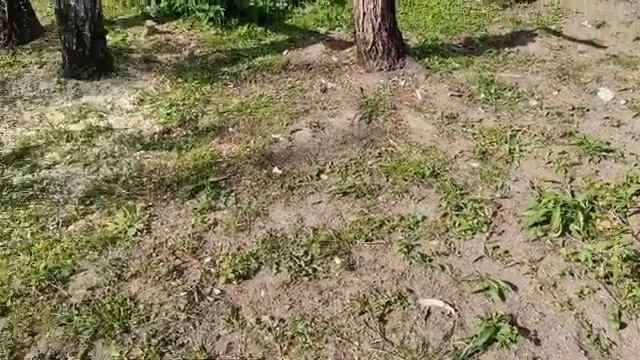 Начался сентябрь/Наша дача