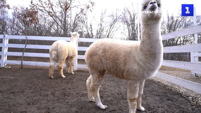 В Верхнесадовом можно покормить и сфотографироваться с альпаками