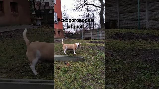 #польский_язык 📚✍️❤️ #Скороговорка_с_переводом_и_произношением🐕_#шорт