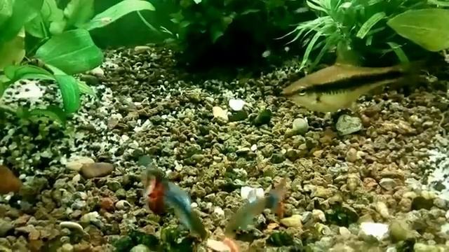 Огромный водорослеед в гуппятнике
