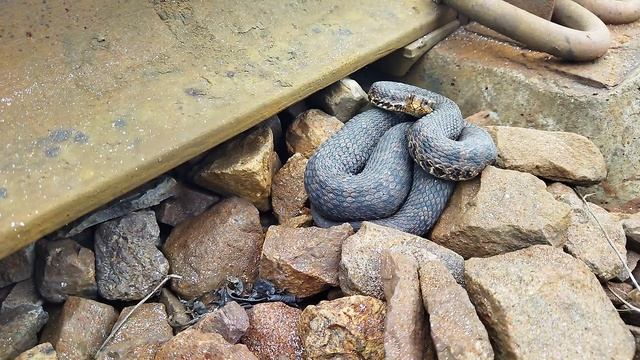 Щитомордники на рельсах 1 (телефон)