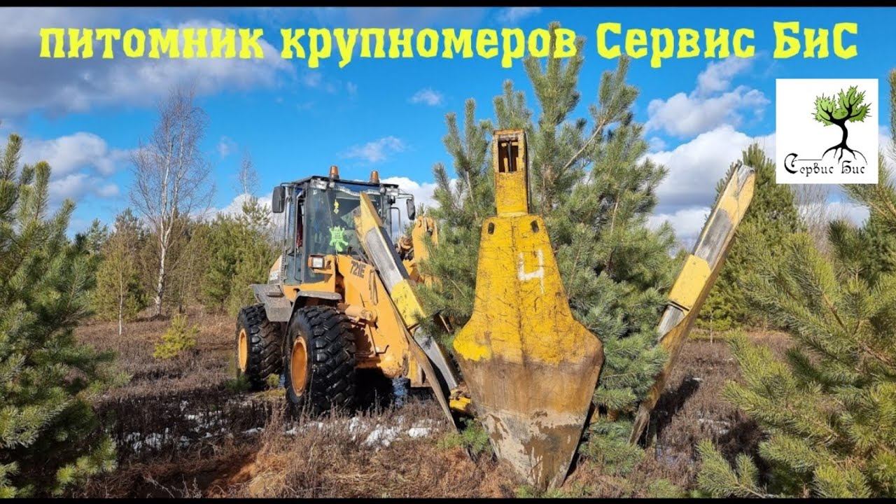 Питомник крупномерных деревьев Сервис БиС