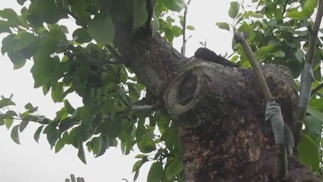 Старая груша