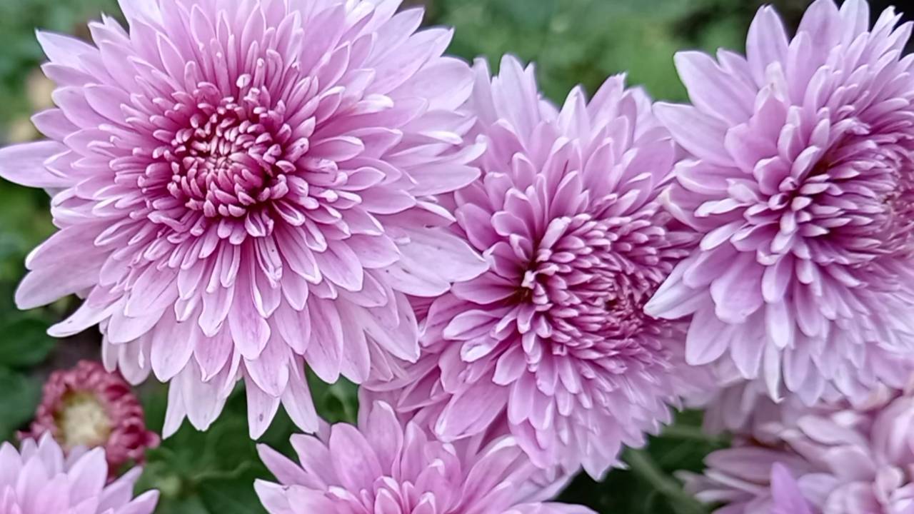 Красивые Цветы