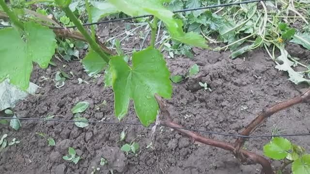 Формирование винограда (шаг 2)