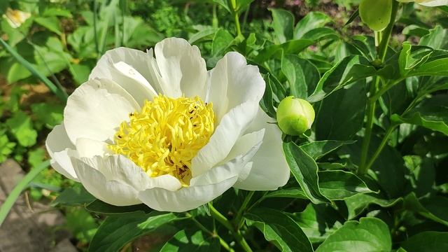 Обзор сорта пиона Jan Van Leeuwen.