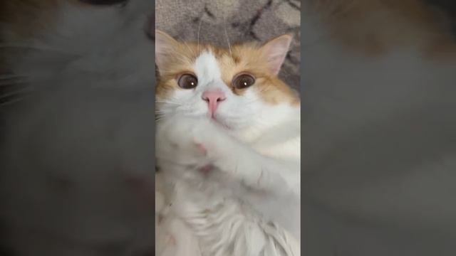 Поднимайся ! 🐈😁🐱