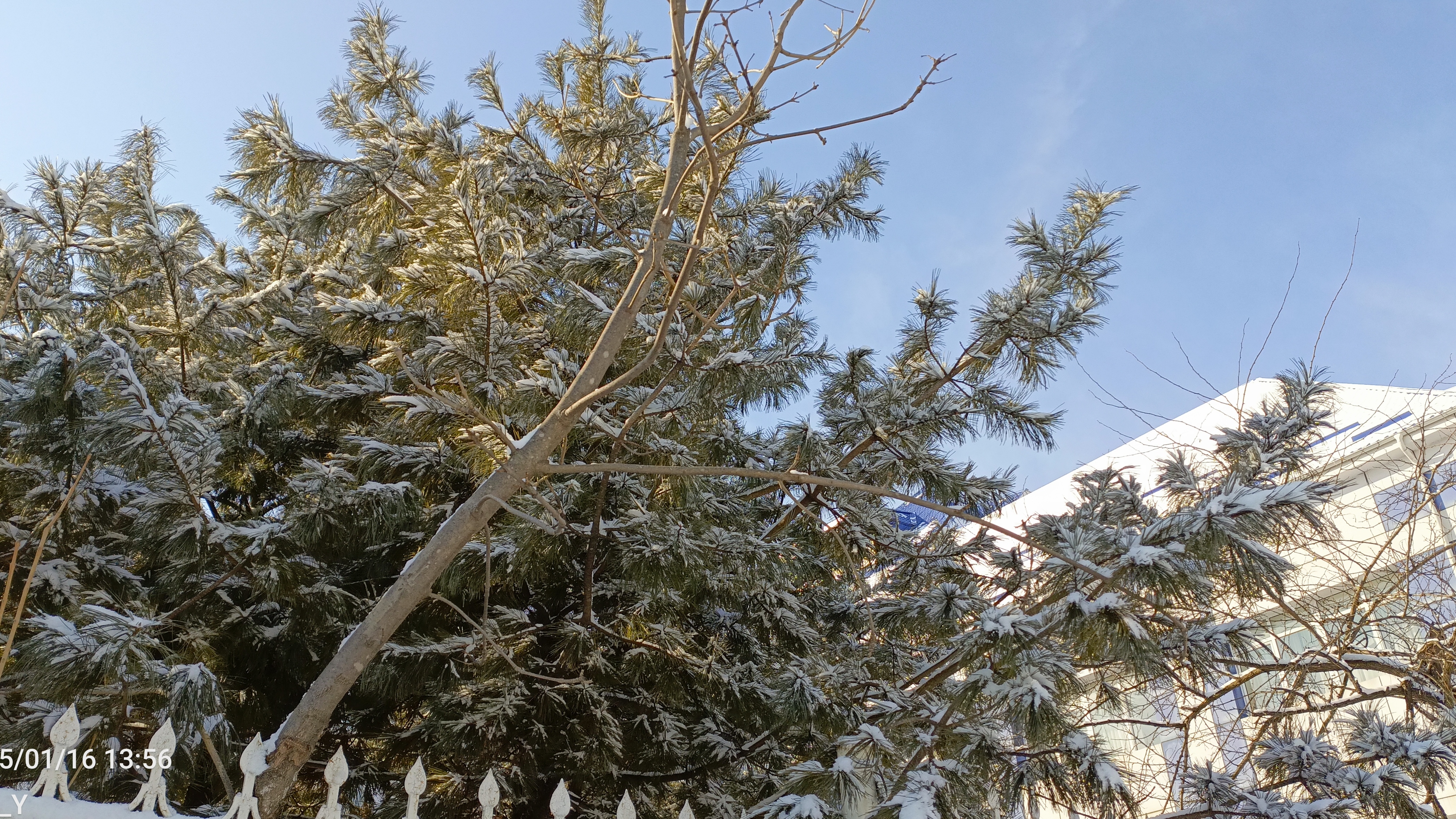 16 января 2925, с первым снегом, Находка!