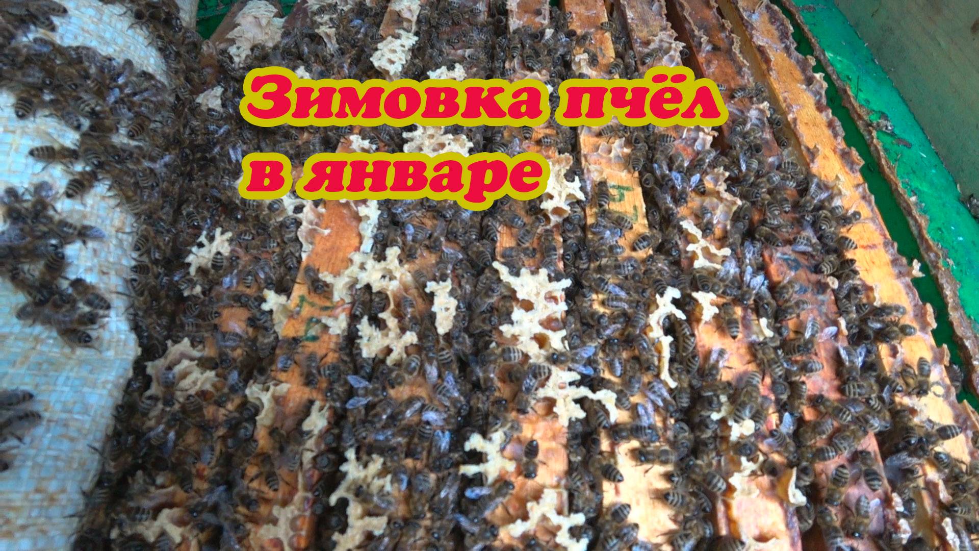 ЗИМОВКА ПЧЁЛ В ЯНВАРЕ АНОМАЛЬНО ТЁПЛУЮ ЗИМУ.
