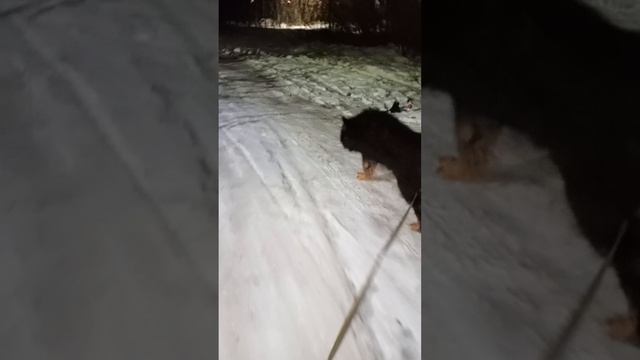 Собакен на прогулке