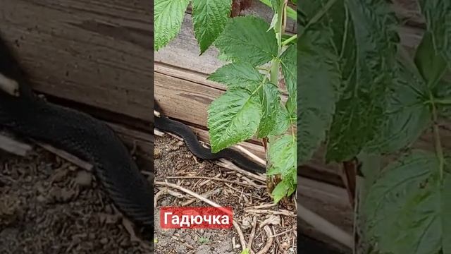 Гадючка на нашей даче