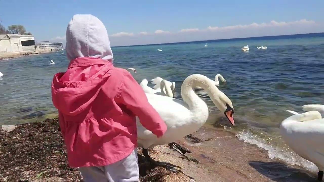 Лебеди