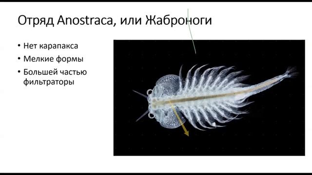 11 урок. Тип Ракообразные(Crustacea): характеристика, разнообразие. Зоология беспозвоночных.