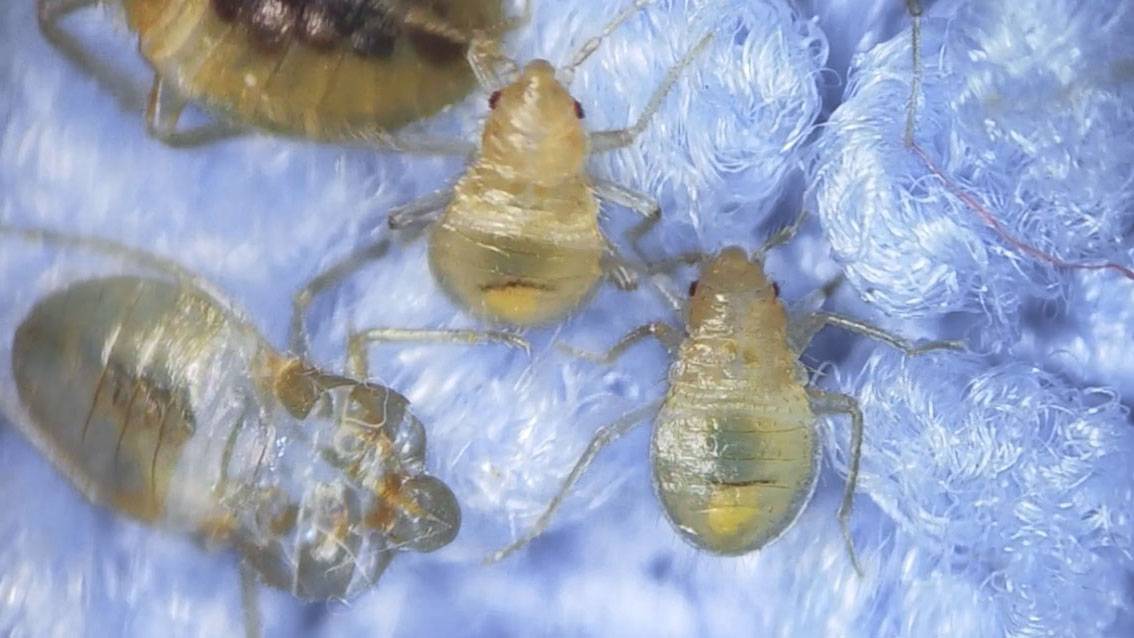 Как выглядят личинки постельных клопов, только-только вылупившиеся из яиц