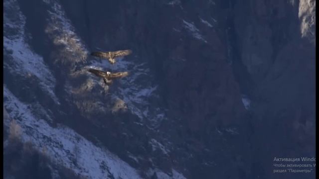 Полет, в конце жизни.