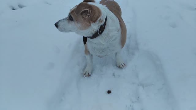 🐶#Забавные_животные_😂_#собаки_ 🐕_#видео #Фафик