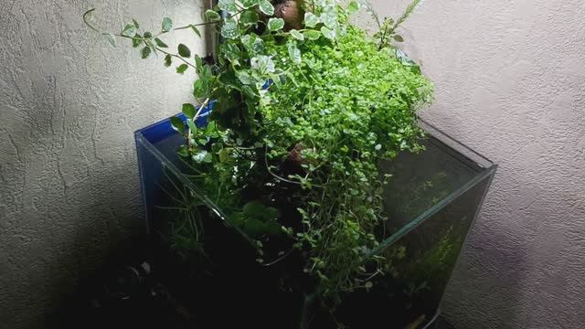 Инсулариум