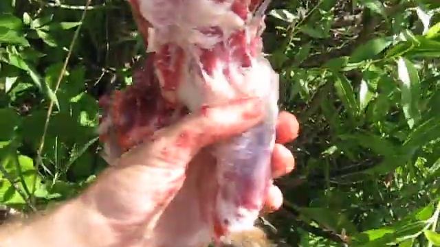 Охота на сурка. Как вырезать железы у сурка? Научим!