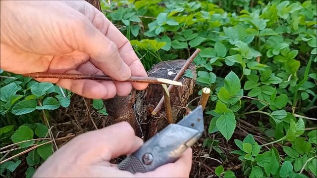 Улучшенная копулировка и прививка в расщеп от непрофессионала.