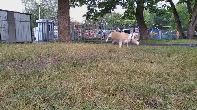 🐶#Забавные_животные_😂_#собаки_ 🐕_#видео