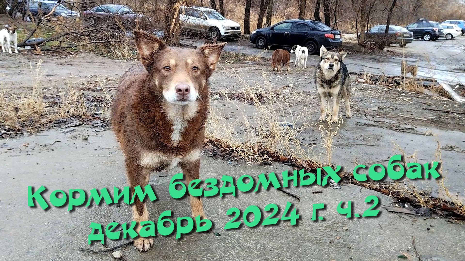 Кормим бездомных собак. Декабрь 2024 г. ч.2