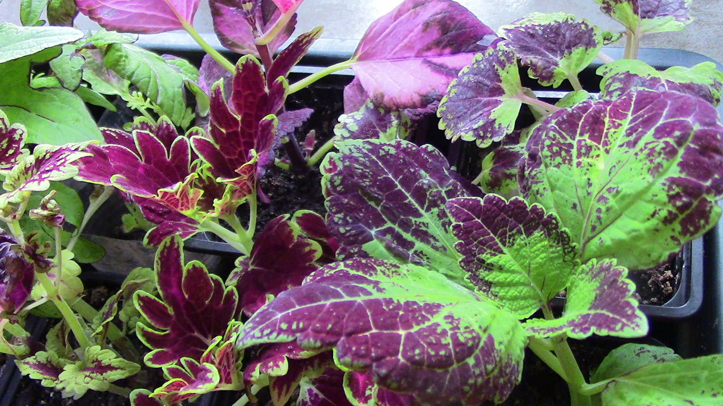 Колеусы увеличиваются в геометрической прогрессии.