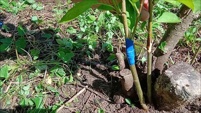 Прививка яблони методами улучшенной копулировки и в расщеп.