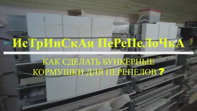 Бункерные кормушки для перепелов #17