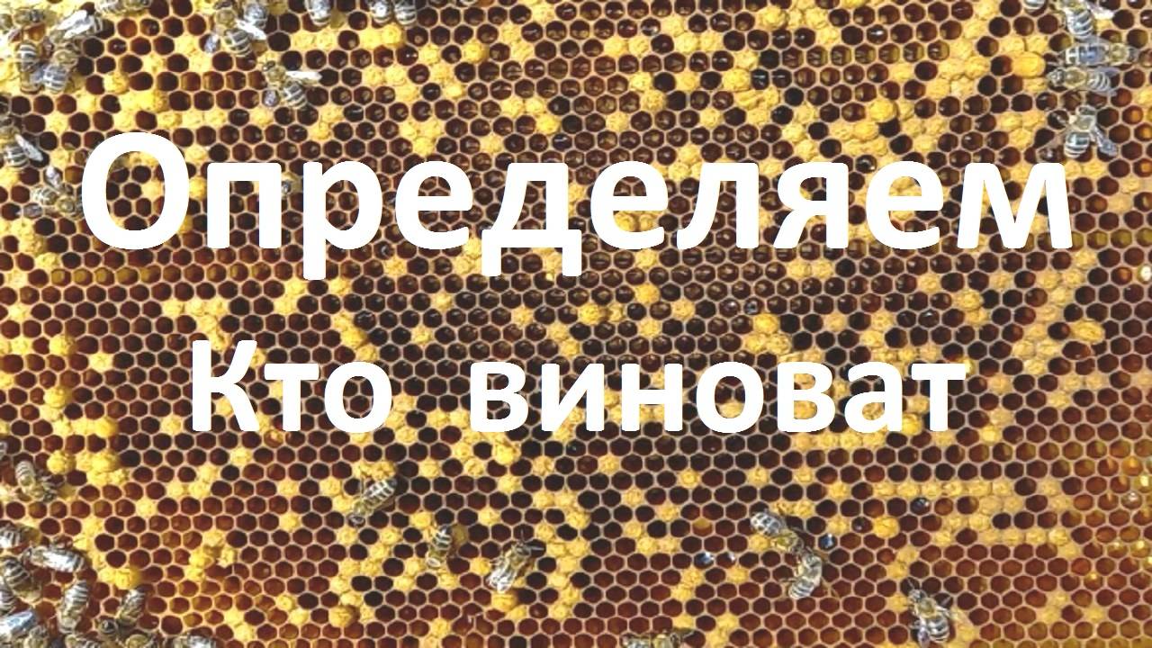 Как определить, в семье пчел матка-трутовка или пчелы-трутовки
