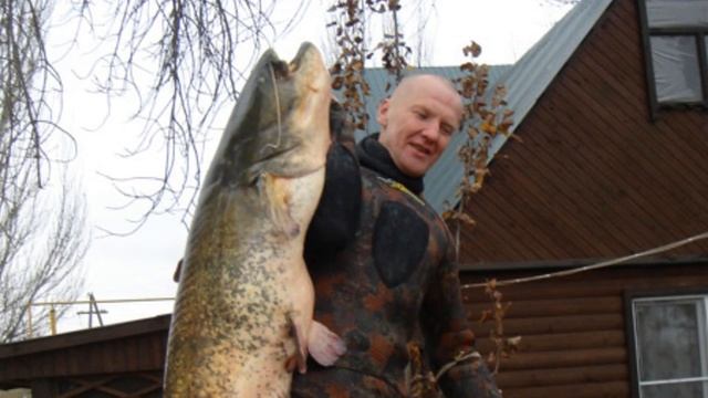 Чучело из головы трофейного сома.