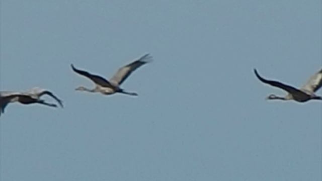 Журавли улетают